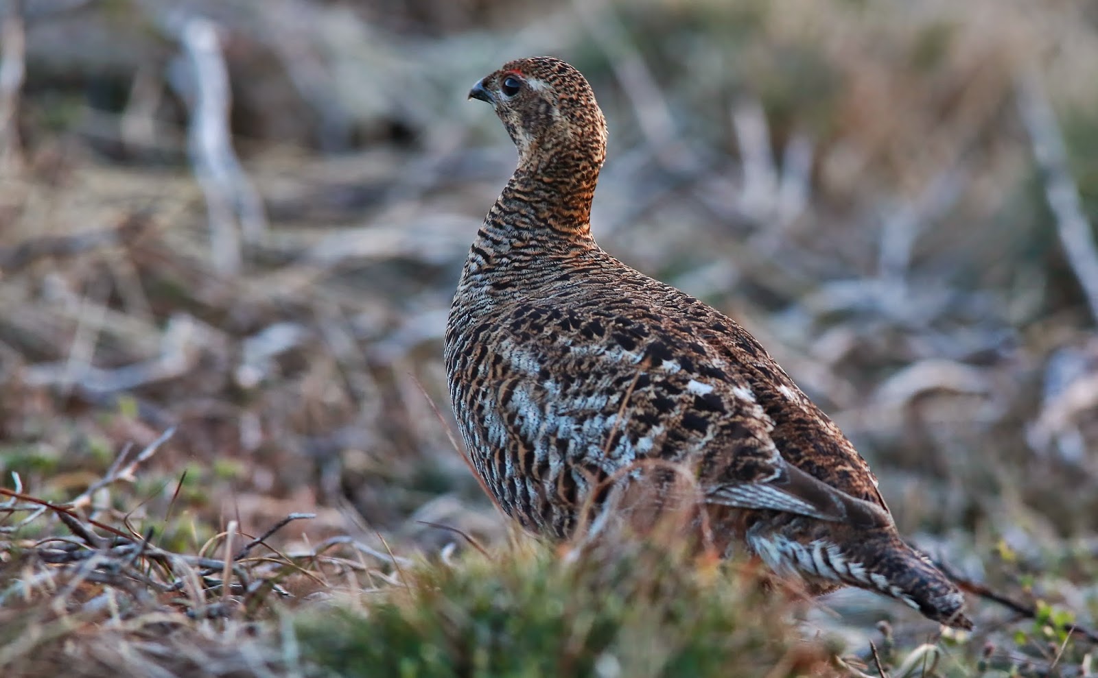 Nature photographer Svein R Johannessen : ORRFUGL