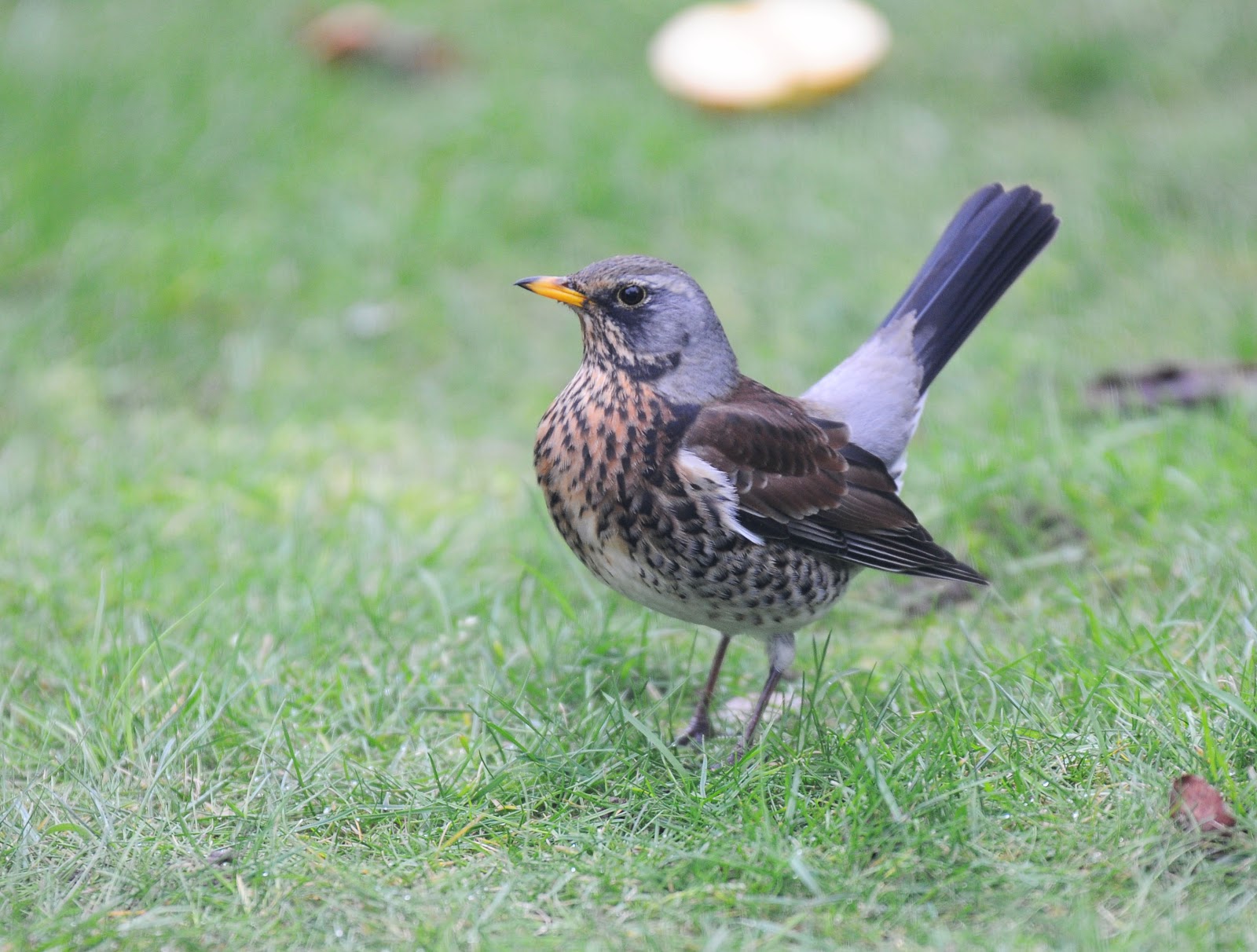 Bill's Birding: Fieldfare, still there