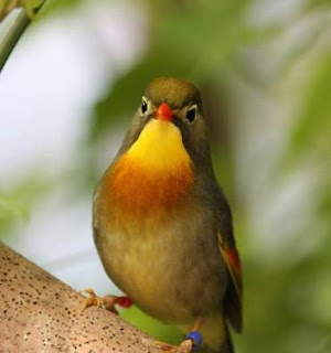 Pekin Robin : Care and behaviour - Pet Bird Care Us