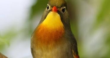 Pekin Robin : Care and behaviour - Pet Bird Care Us