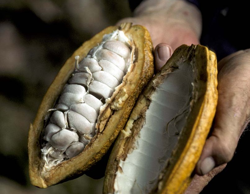 Theobroma: Biología de la planta de Cacao