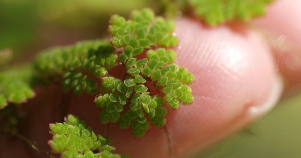Azolla microphylla | SIKUMIS NEGLA