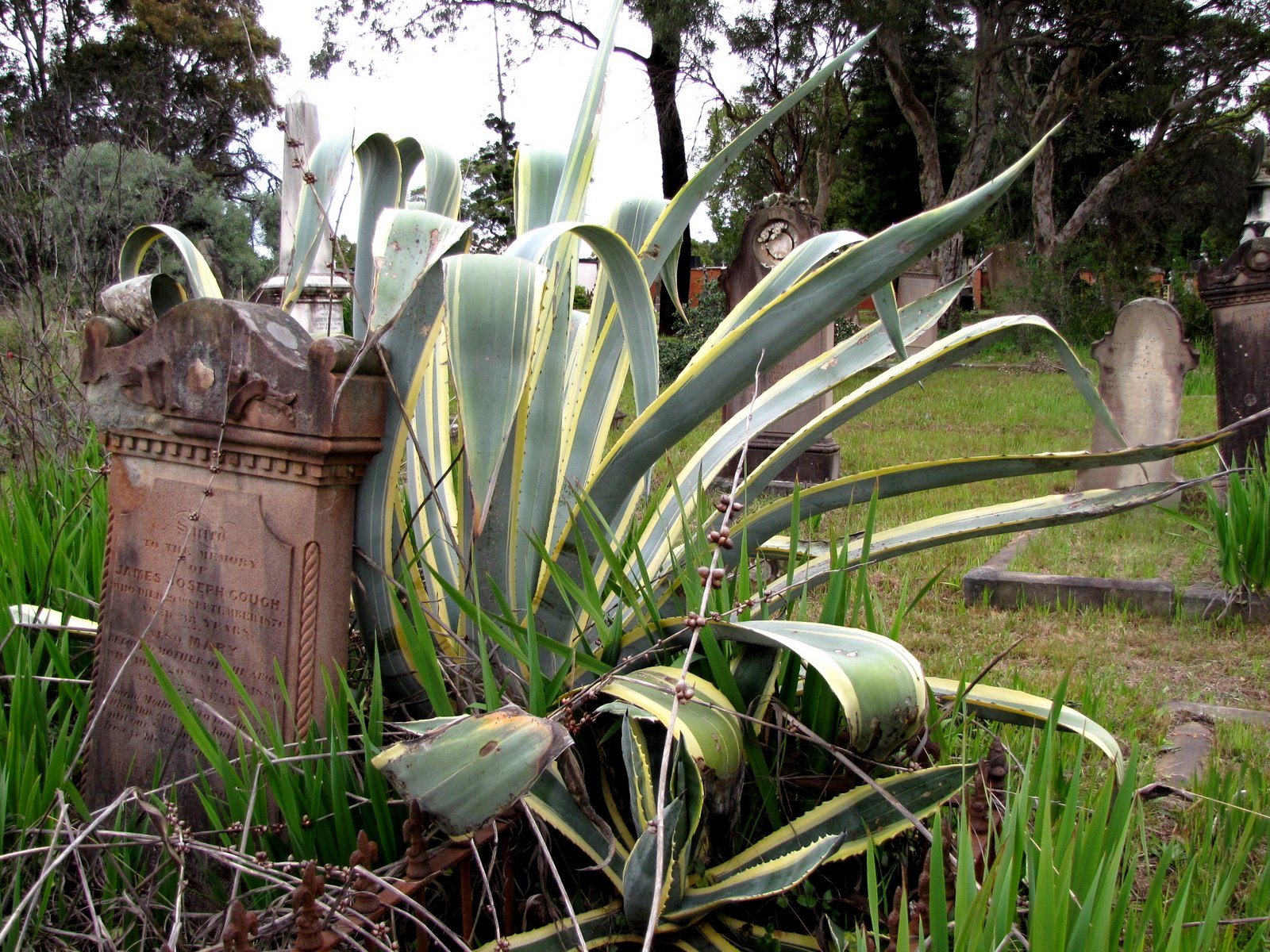 Flora Friday in Oz: Rookwood Necropolis (Cemetery) Lidcombe. 22nd June 2012