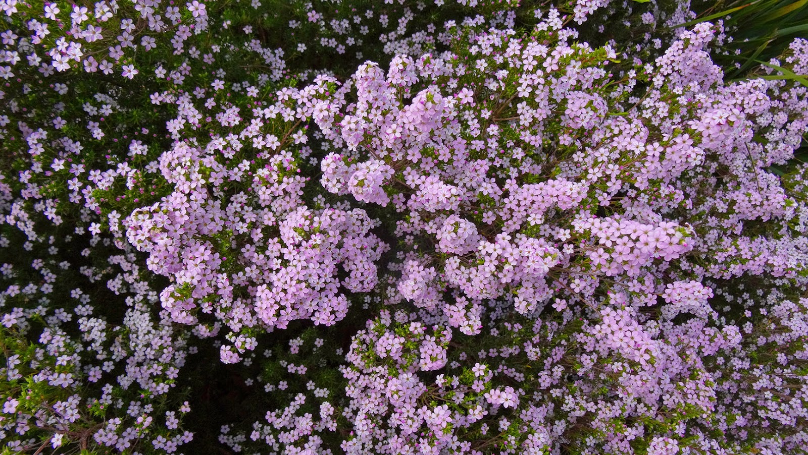 NixPixMix: COLEONEMA OR DIOSMA?