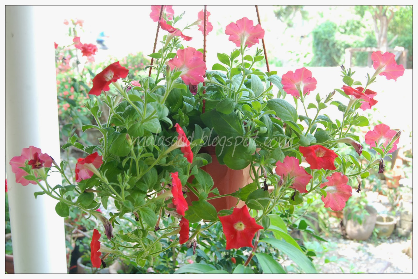 My Green Eye's: Bunga Kampung