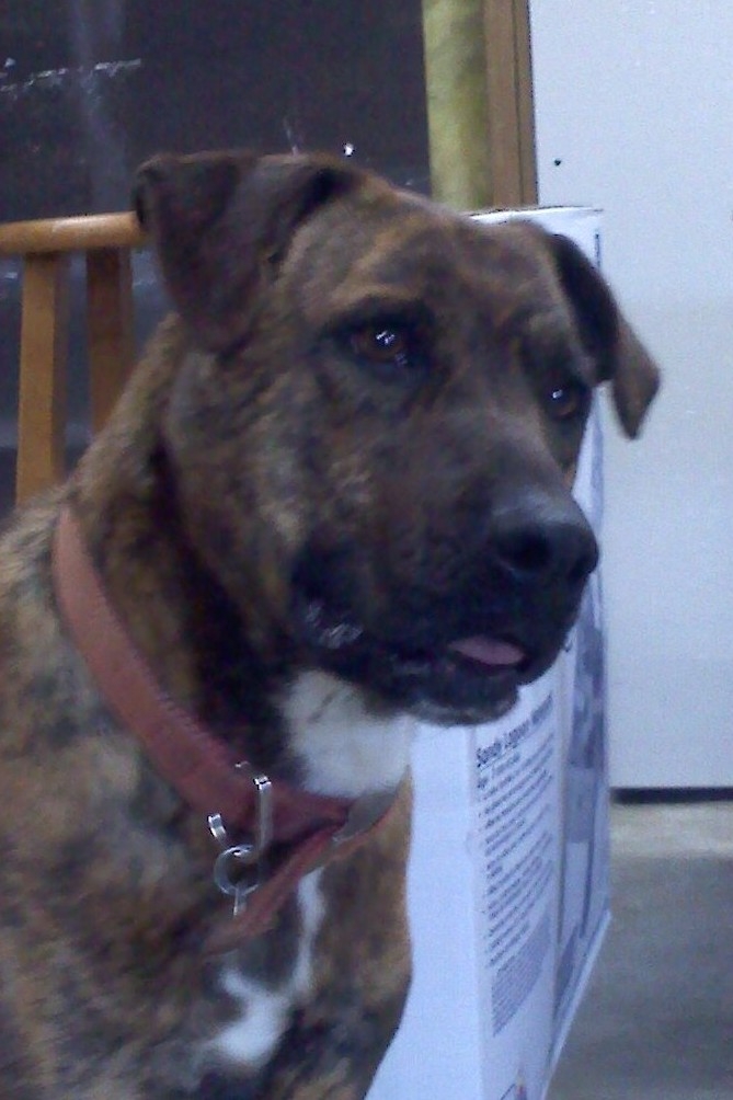 ONE DOG AT A TIME RESCUE: Keira - Boxador - ADOPTED!!! (Update below)