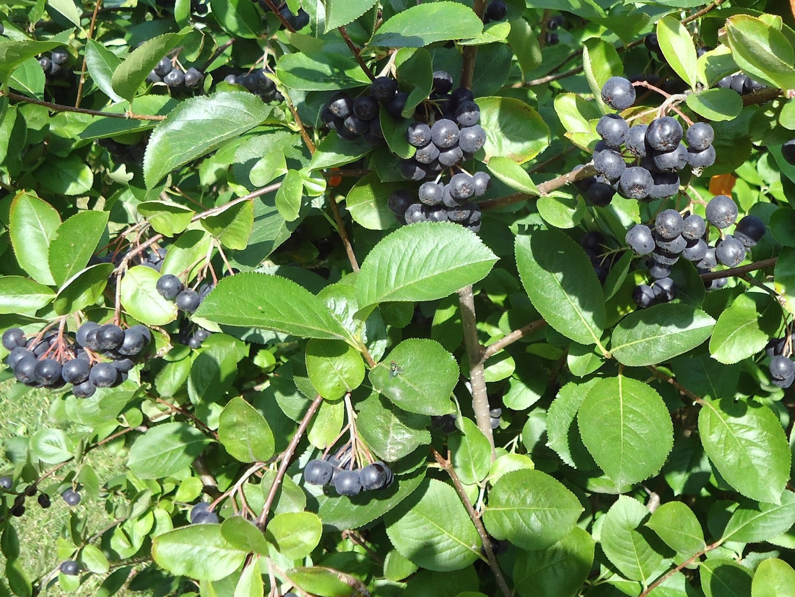 Relaksujący ogród i dom...: Aronia naturalne lekarstwo na cywilizacyjne zło