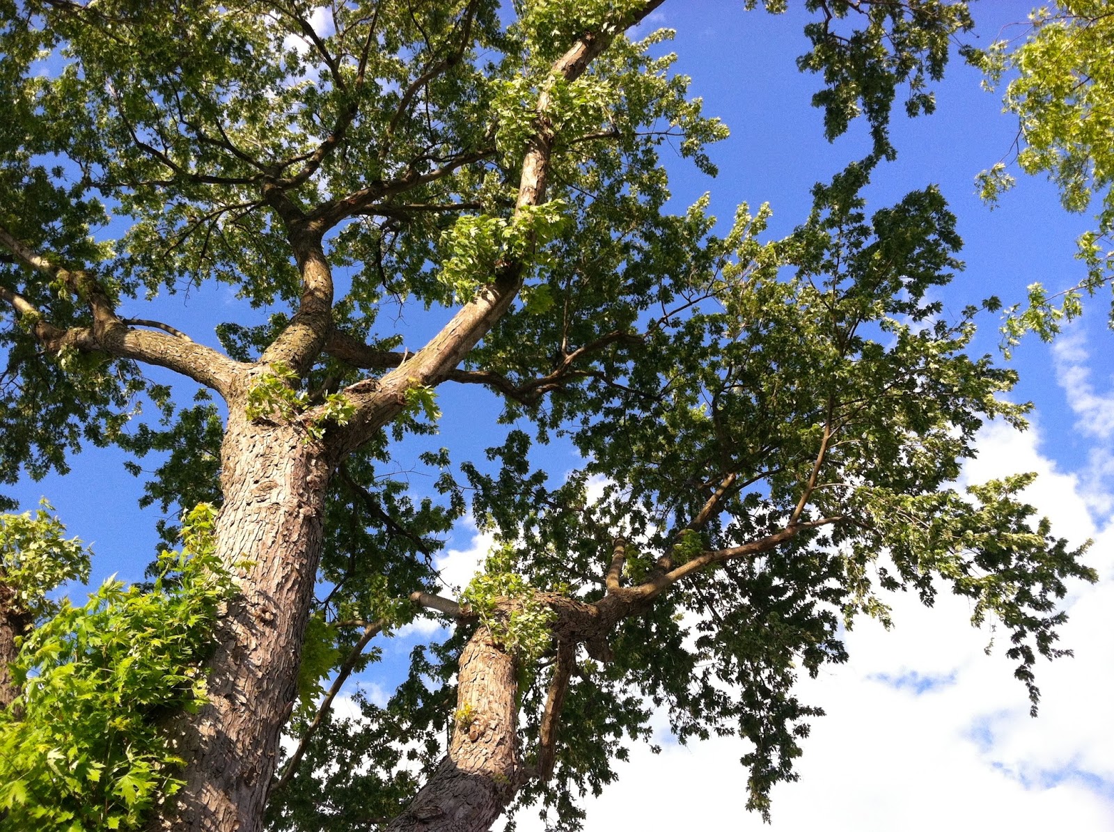 Swamp Maple swamp-maple