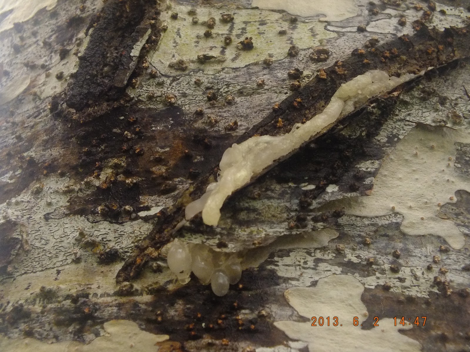 Photography with Dr. Ernie.: Agathis Alba: Young Almaciga Tree in DSB ...