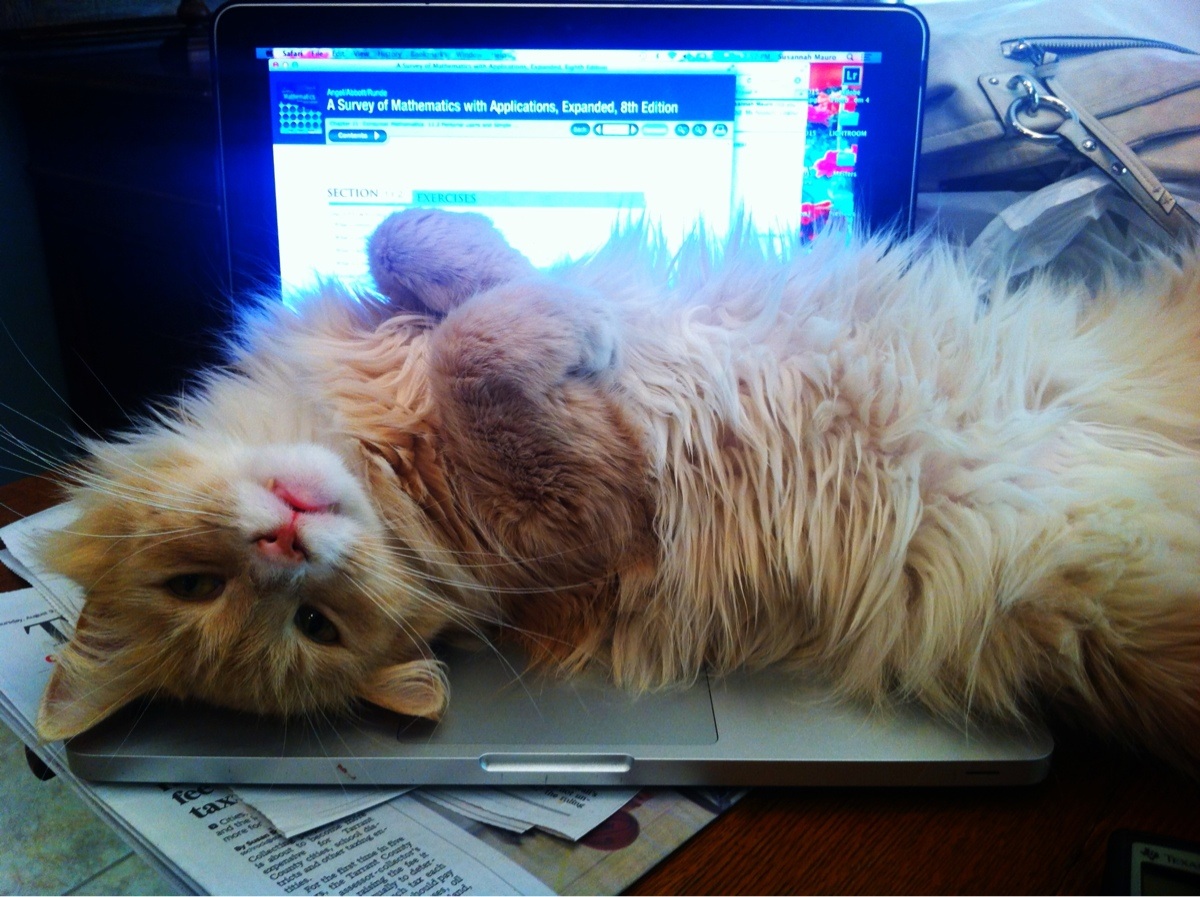 Funny cats - part 29 (25 pics + 5 gifs) | Amazing Creatures