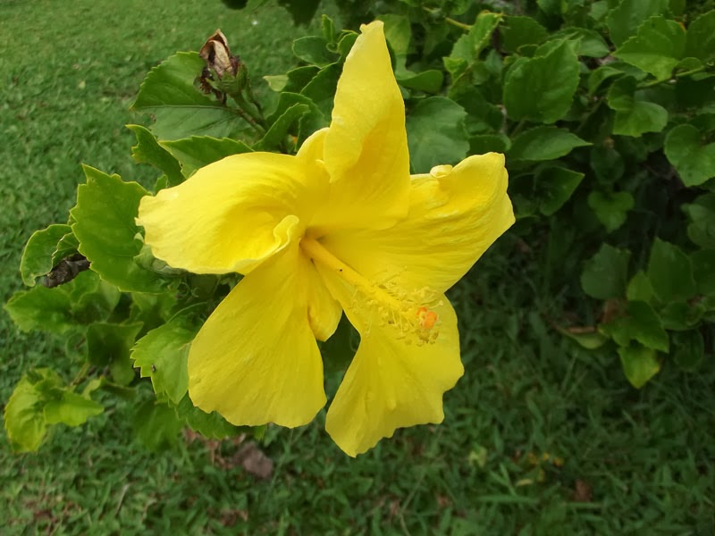 Khasiat dan Manfaat Tanaman Untuk Obat: Khasiat dan Manfaat Tanaman ...