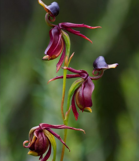 Bunga orkid macam itik terbang | wansite