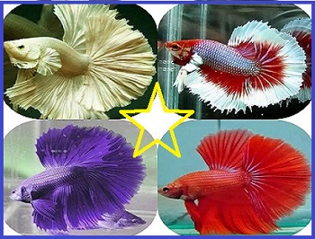 Introduction and Types of Betta Fish - Betta Fish Community