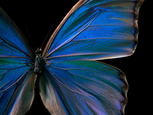 Famous Artwork Of Butterflies