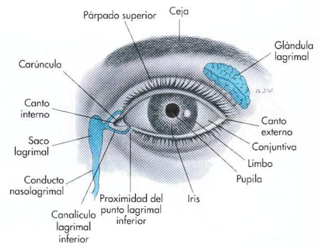 Anatomía Visual y Auditiva by Ana María Arias Vázquez on Genially