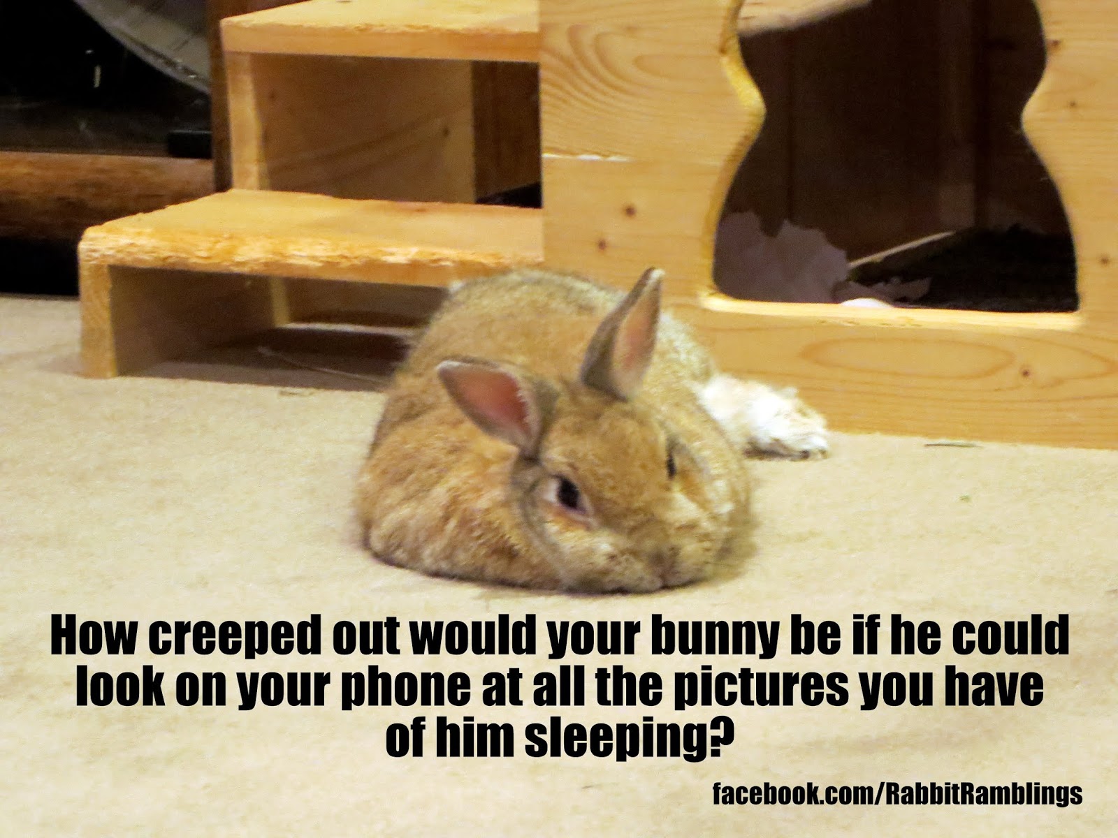 Rabbit Ramblings: Funny Bunny Memes