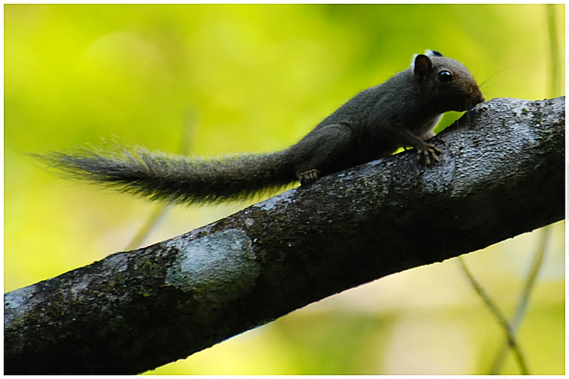 Neotropical Pygmy Squirrel