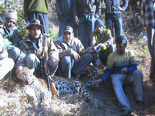 MANEATER: The photo shown above is of a old Female maneater Leopard who ...