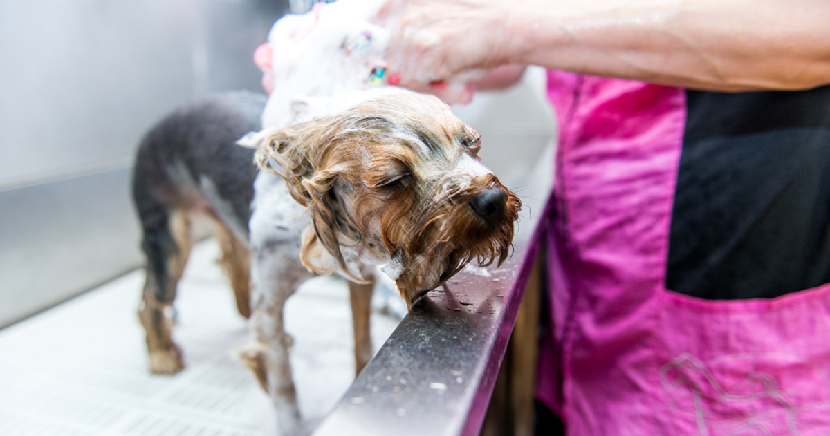 It's a Dog's World: A Step-By-Step Guide To Bathing Pet Dogs Properly