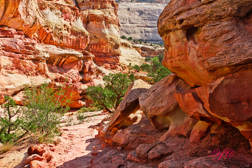 See What I See: YC 镜中的 Capital Reef and Arches NP