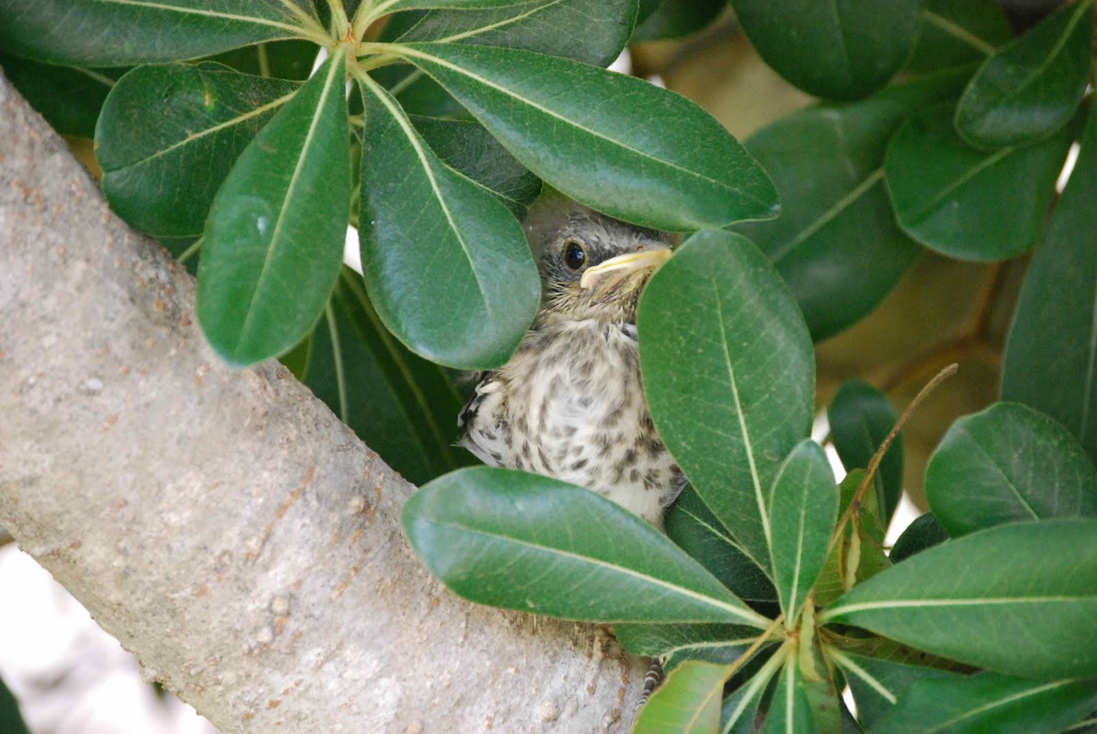 Wild About Texas: More Baby Birds...Meet the Mockingbird Baby