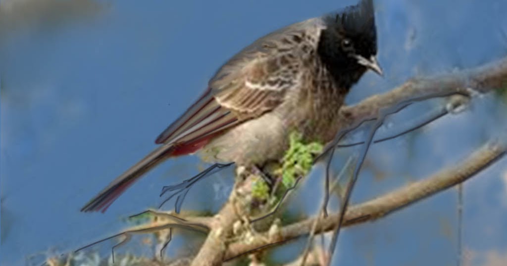 Burung Legendaris Kutilang ~ ANDE LUMUT