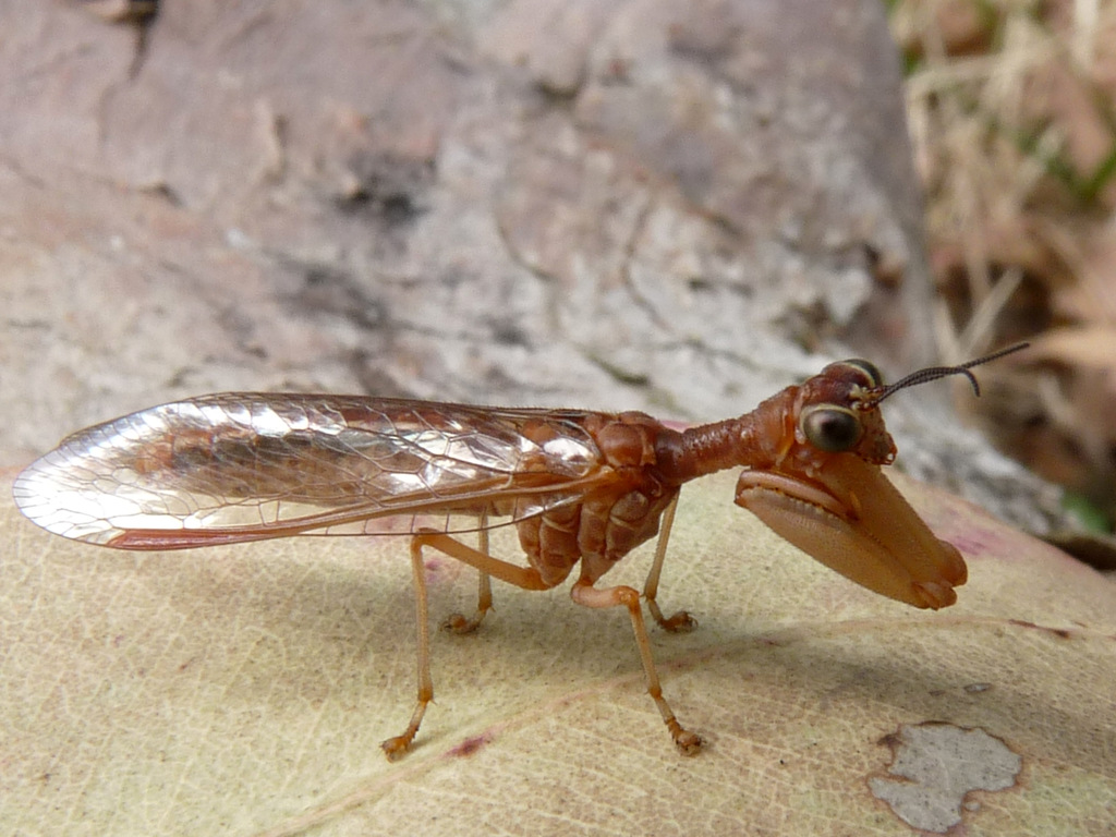 Bushranger: Mantis Fly