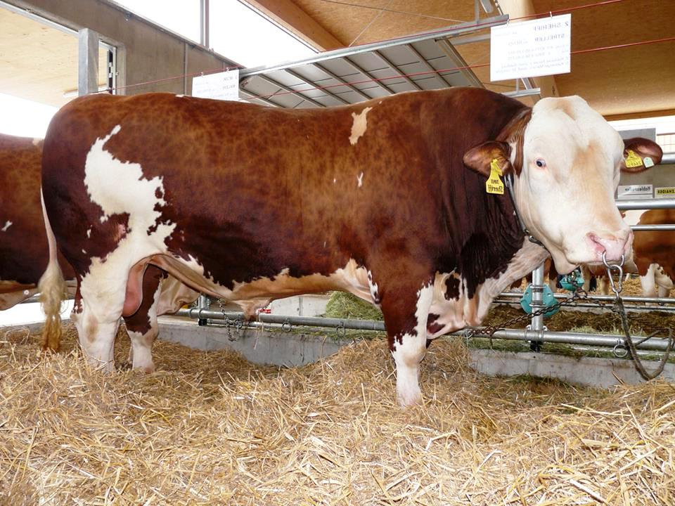 16+ Top Inspirasi Sapi Metal