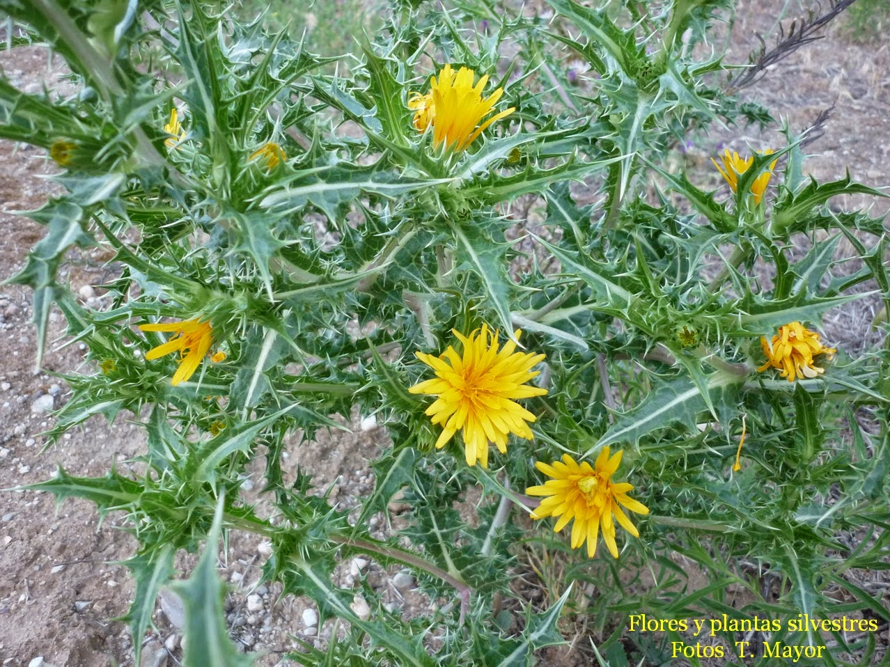 Flores y plantas silvestres: " Scolymus hispanicus ". Cardillo, Cardo ...