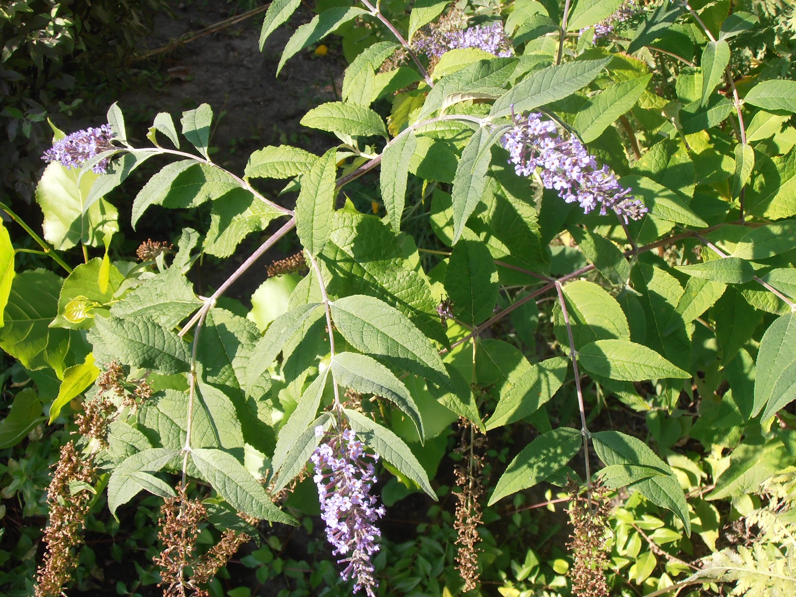 BUDDELIA: Buddleja davidii | Plantas rioMoros