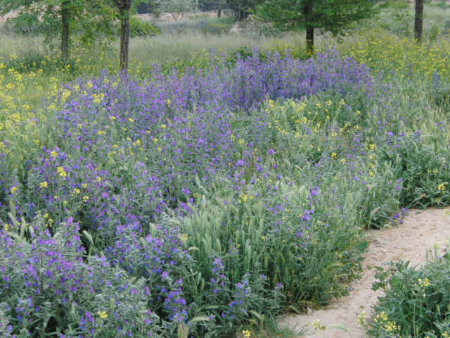 VILLENATURA: Echium vulgare
