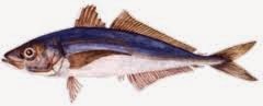 FILANAVAL: PECES DE CHILE ( Jurel )