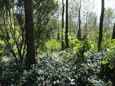 A Protest of Romance: Yercaud - Day 2 - Shevaroy Temple, Tripurasundari ...