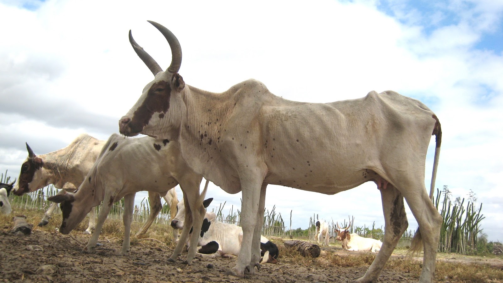 il vento del Sud: Zebù, emblema del Madagascar