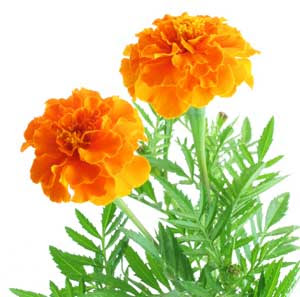 Marigold(Galgoto Flower's Photos Download