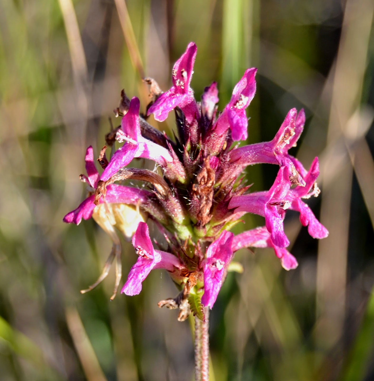 Plantas: Beleza e Diversidade: Betónica (Stachys officinalis)