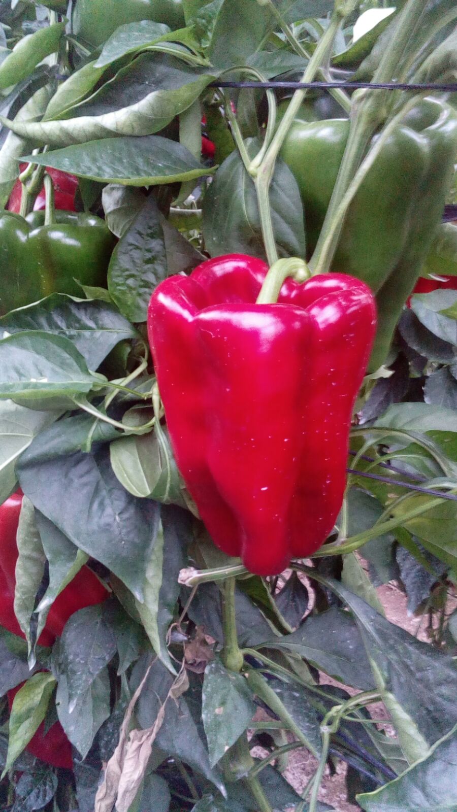 Homo agricola: Lamuyo