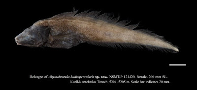 Species New to Science: [Ichthyology • 2016] Abyssobrotula ...