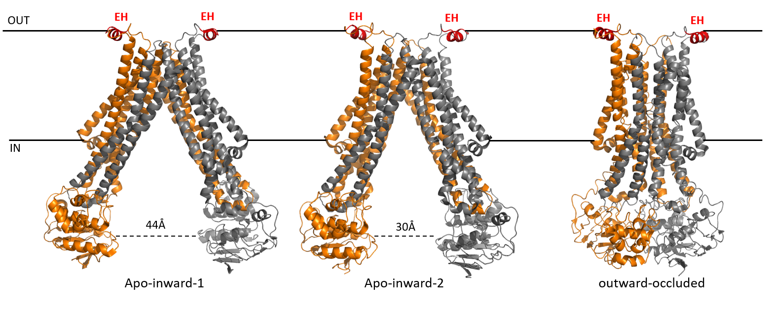 Lipid-linked Oligosaccharide Flippase: Structure and mechanism of an ...
