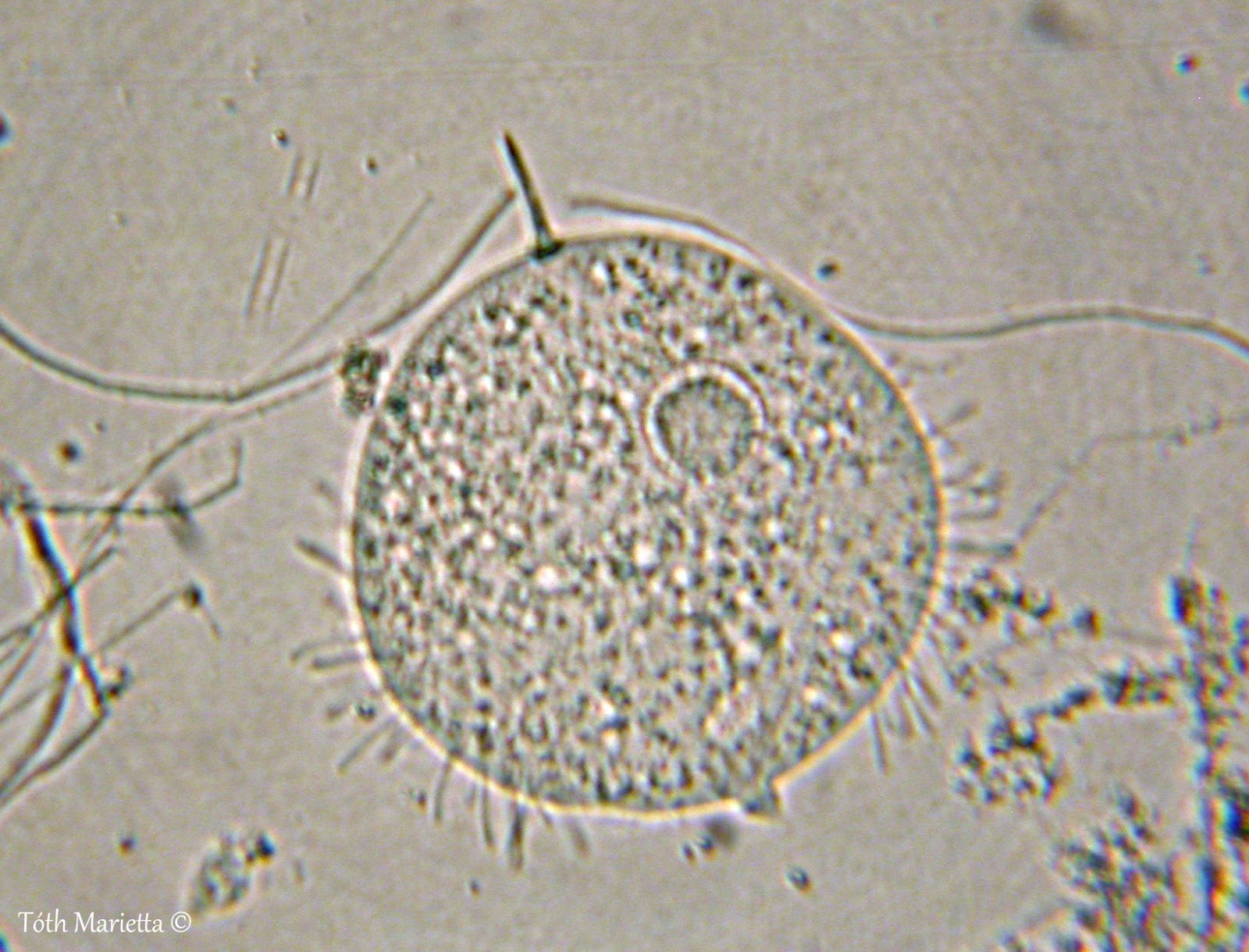 Természeti értékek lencsevégen: Ázalékállatkák