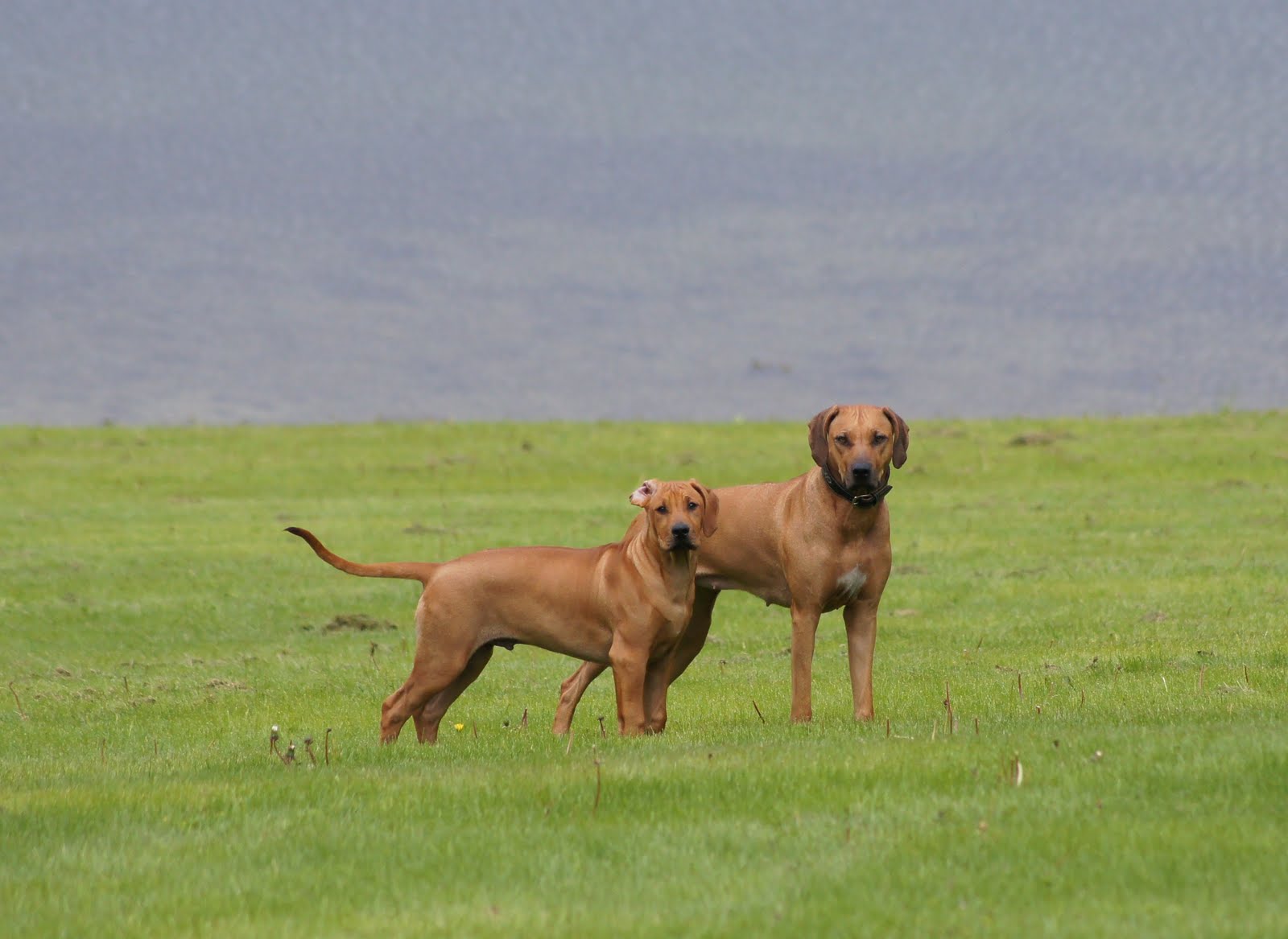 Shasa The Norwegian Ridgeback
