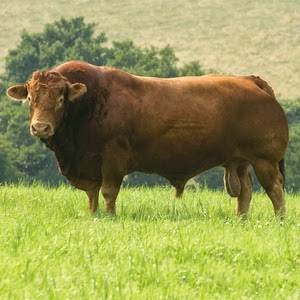 GAMBAR TERNAK SAPI LIMOUSINE / SAPI LIMOSIN 9 | GAMBAR TERNAK SAPI