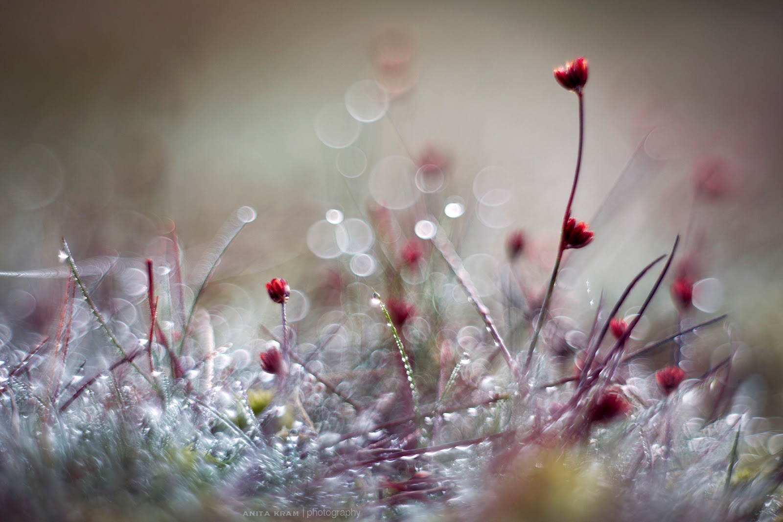 Anita Kram | photography