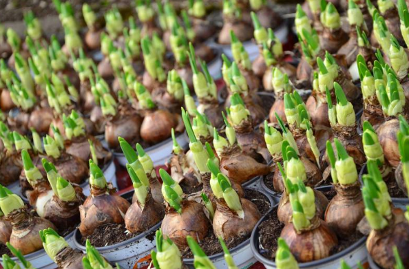 Bulbos para tu jardín o terraza - Vivero Green House