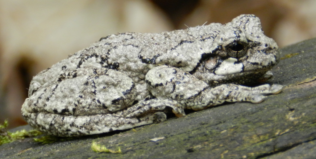 Feathers, Fur & The Occasional Fang: The Wilds of Ontario