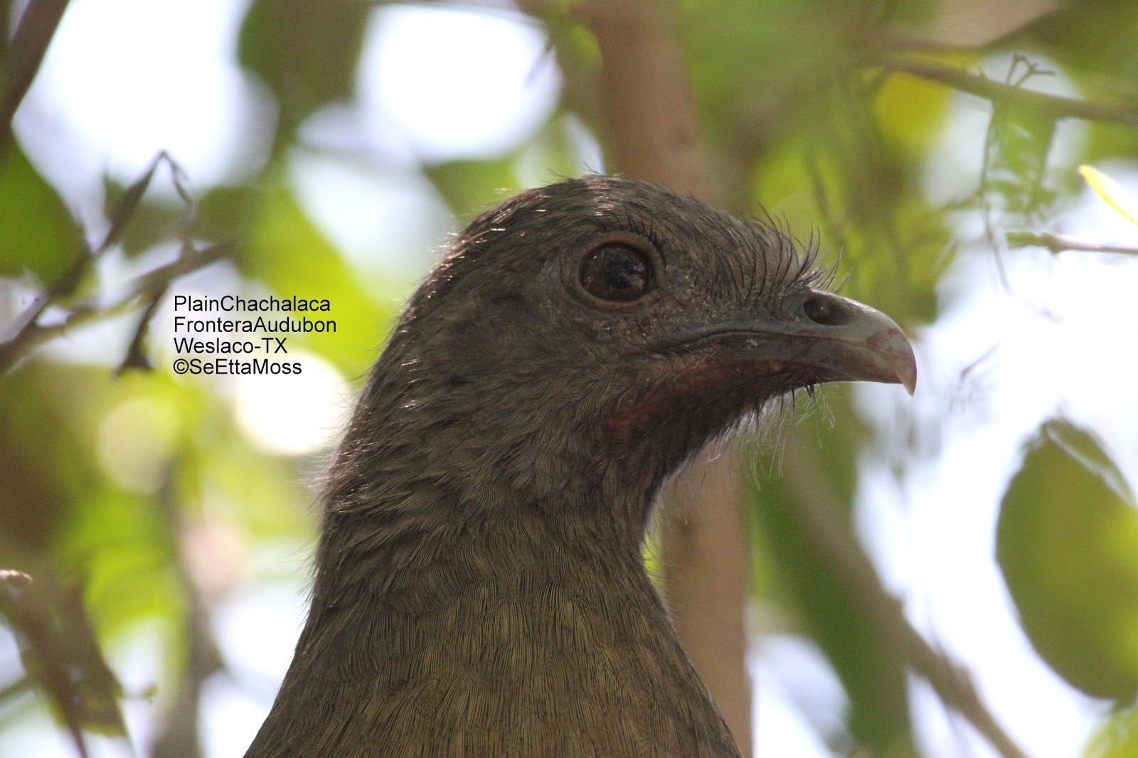 Chachalaca on the nest