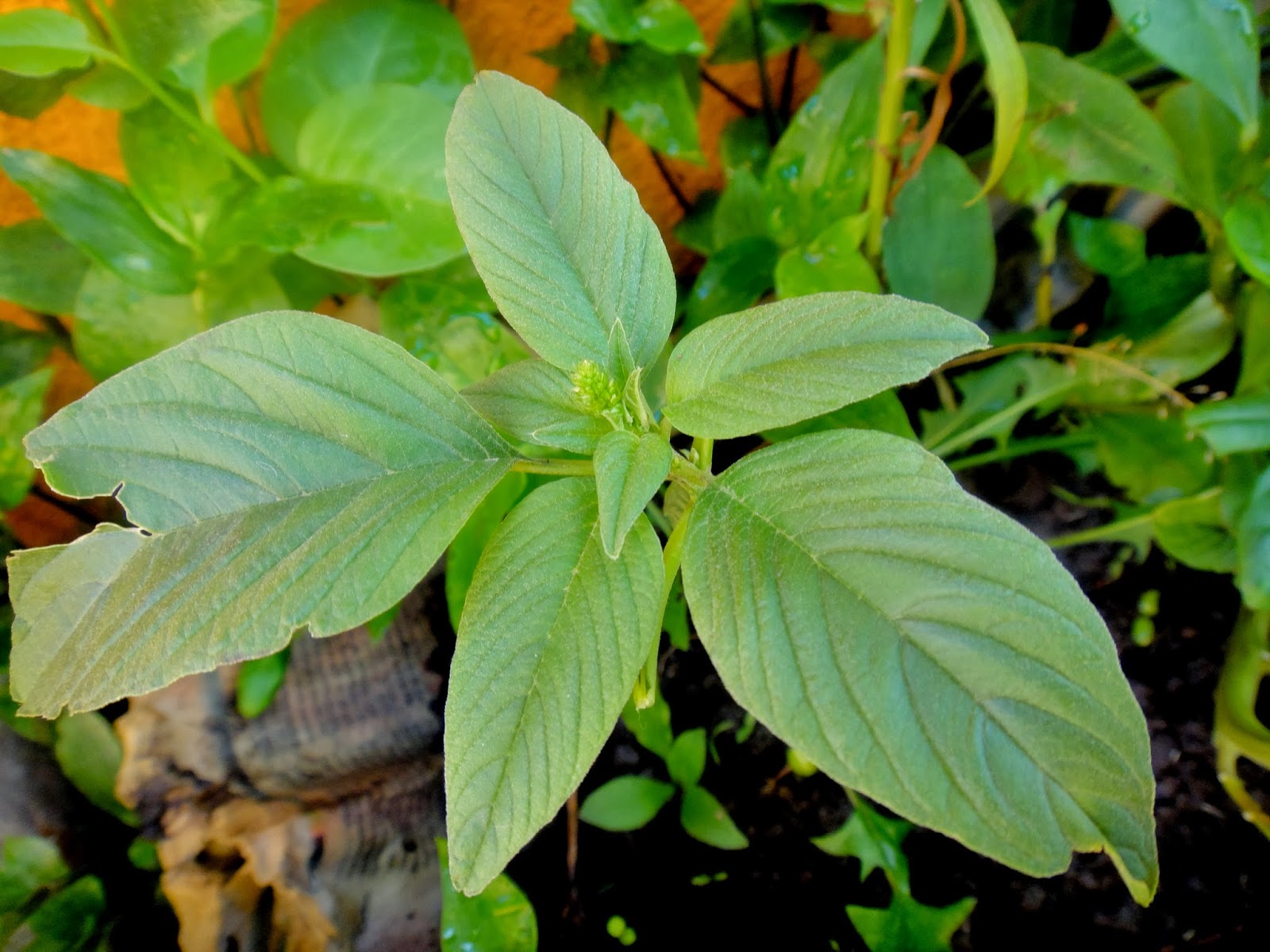 come-se: Caruru ou bredo. Resposta à charada