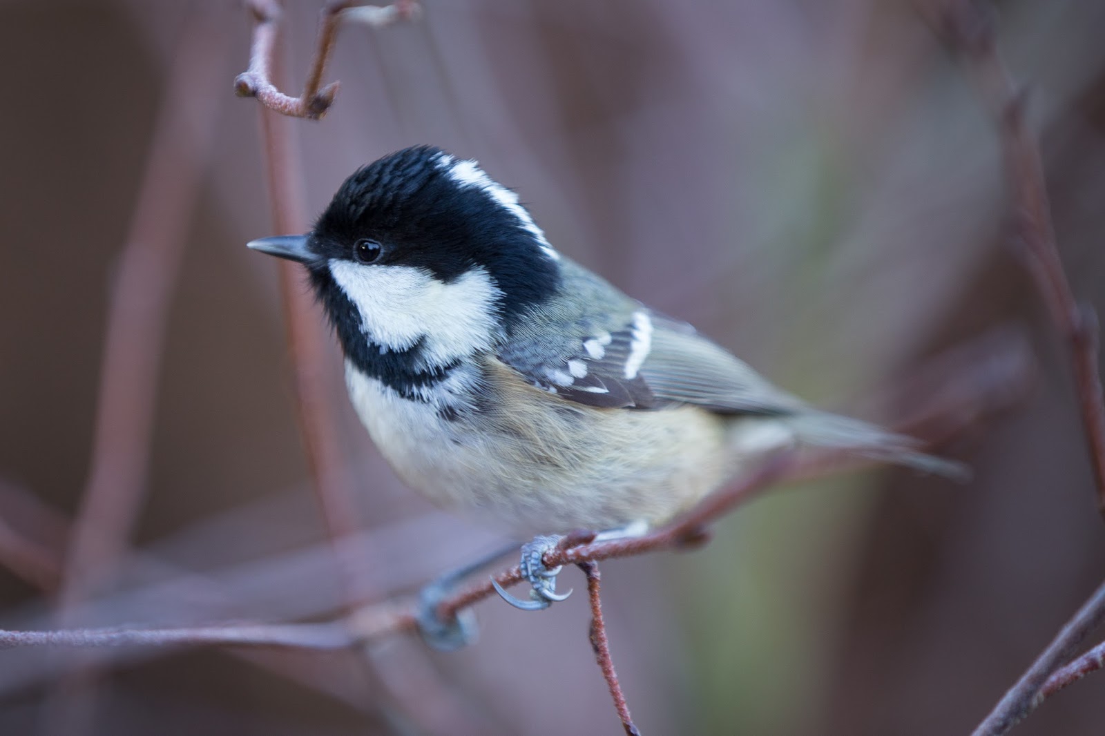 TrogTrogBlog: Bird of the week - Coal tit