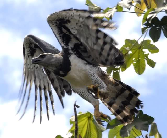 ...che mondo buCANEve...!: Arpia, tra mito e realtà