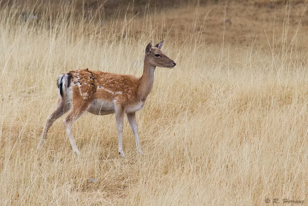 fotosricardo-h: GAMO I - Fallow deer I